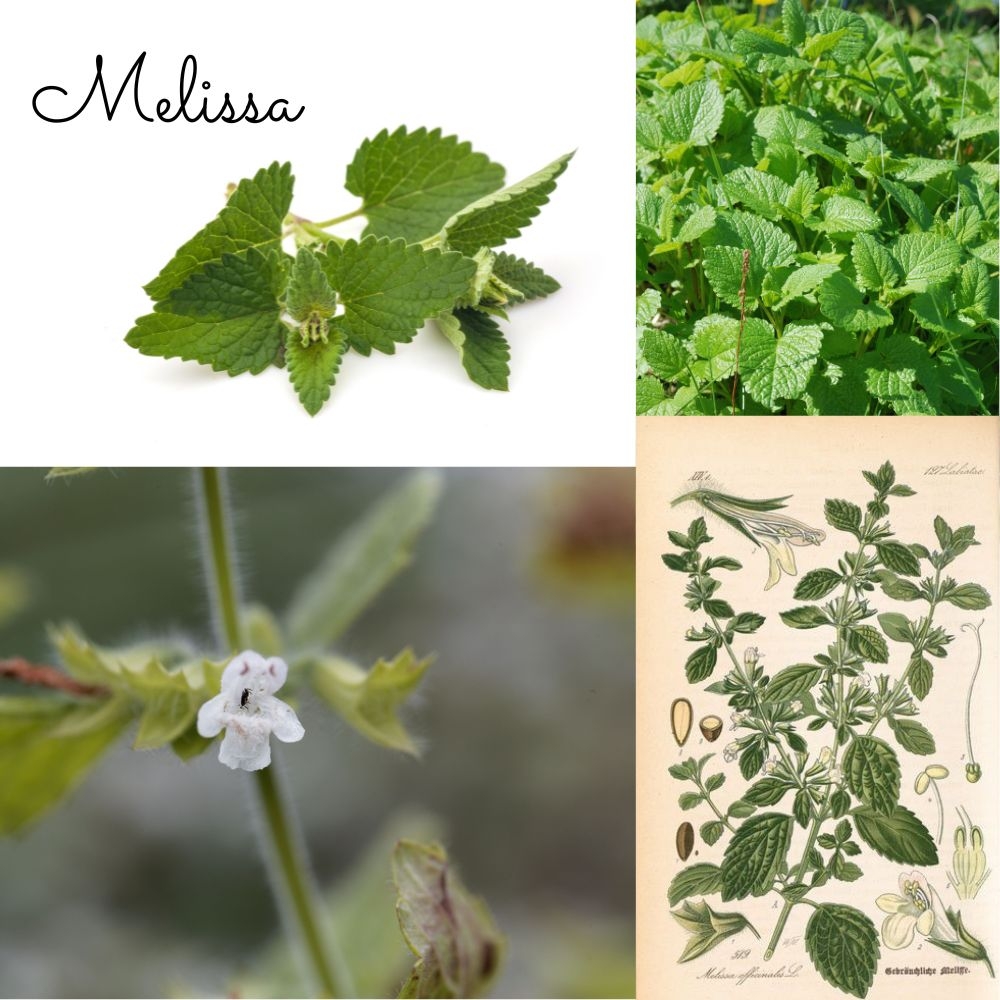 MELISSA PLANTA: Cultive o Calmante Natural em Casa (Fácil)